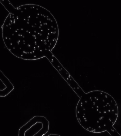 Polin Lab | Biophysics at the Microbial Scale